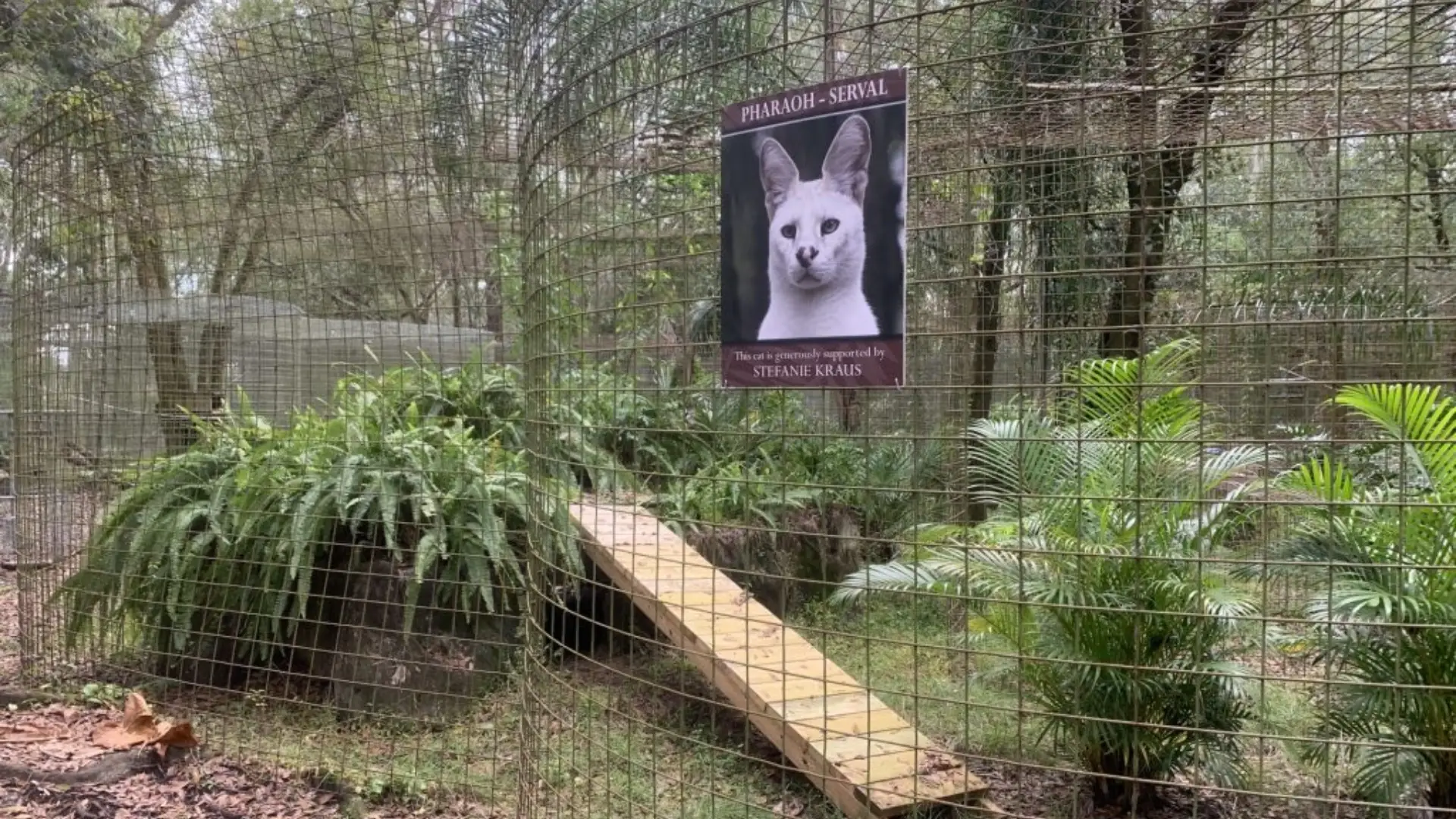 Big Cat Rescue: Wildlife Sanctuary in Citrus Park Tampa